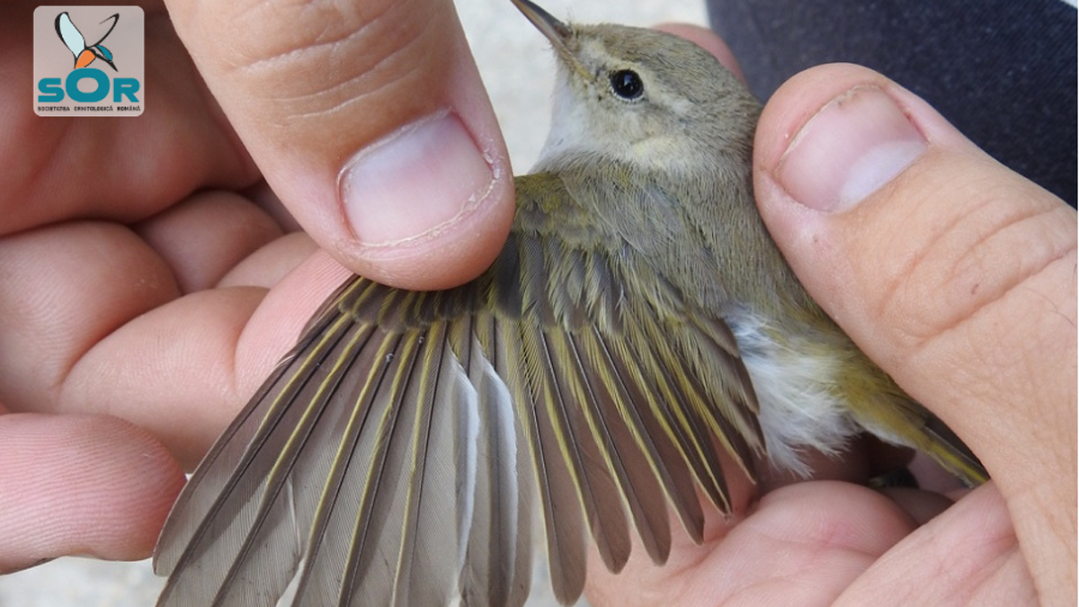 Vești bune pentru amatorii de bird watching. La Agigea a fost ...