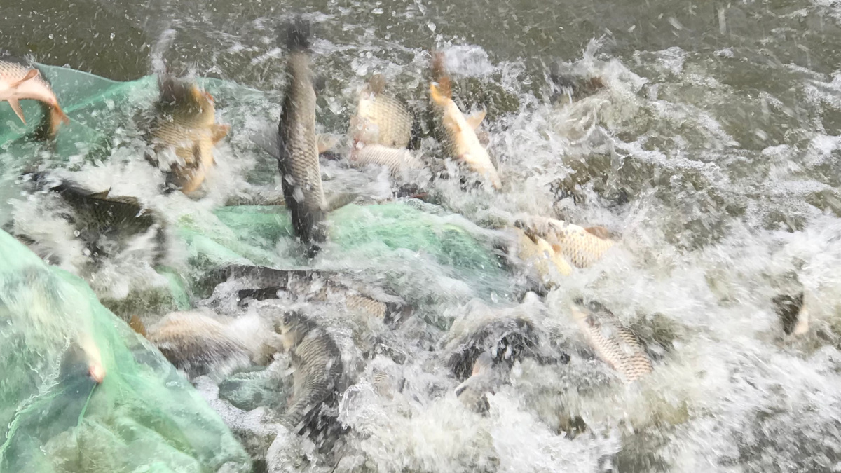 Balta Zătun din Galați a fost populată cu trei tone de peşte – GoNEXT