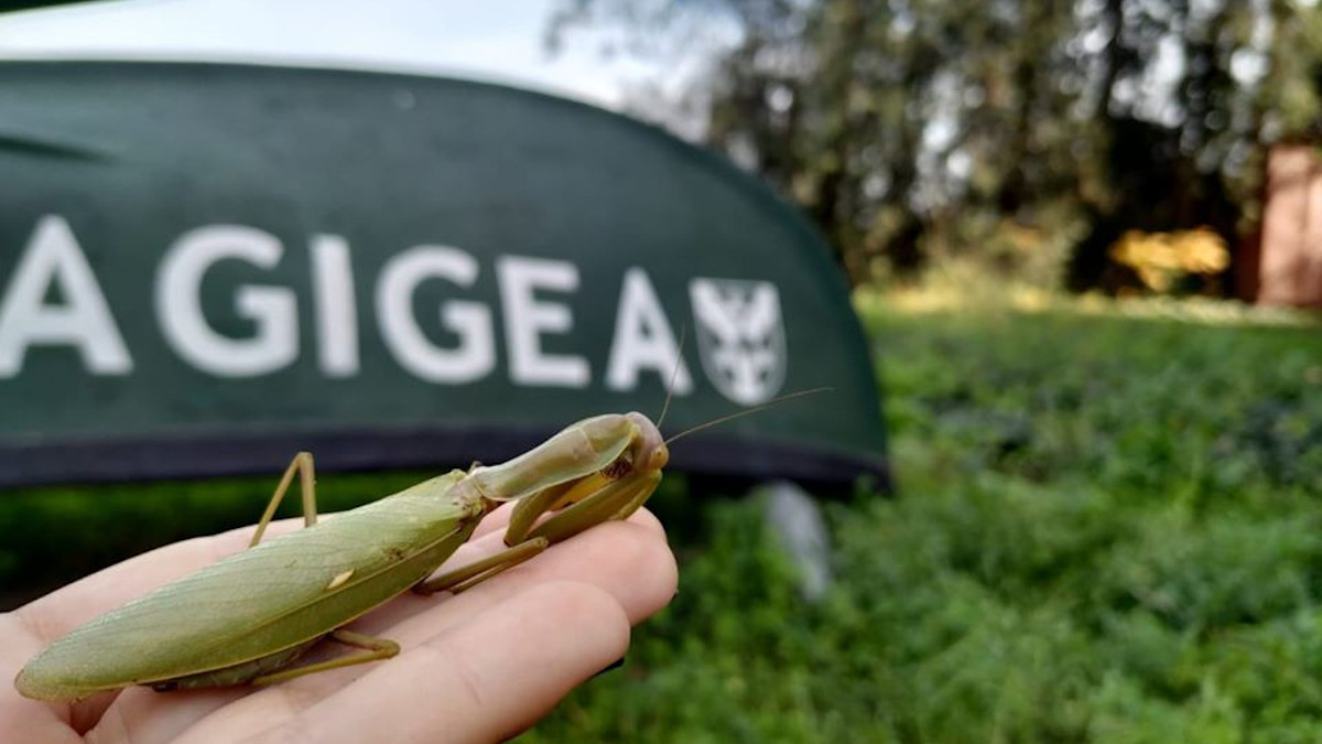 O nouă specie de călugăriță pentru fauna României a fost descoperită în ...