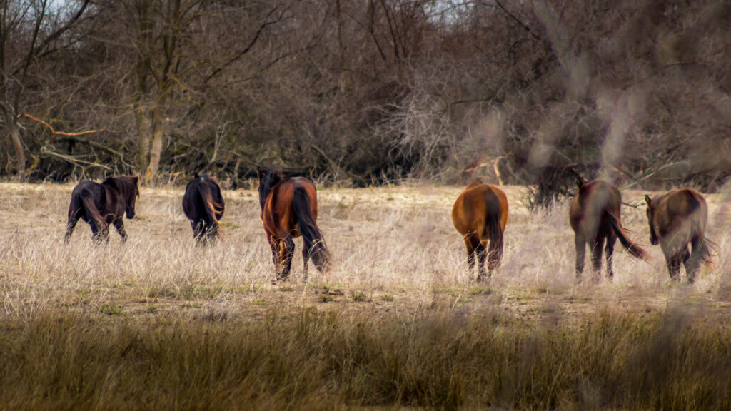 FOTO VIDEO Pădurea Letea, ținutul cailor sălbăticiți și al celei mai ...