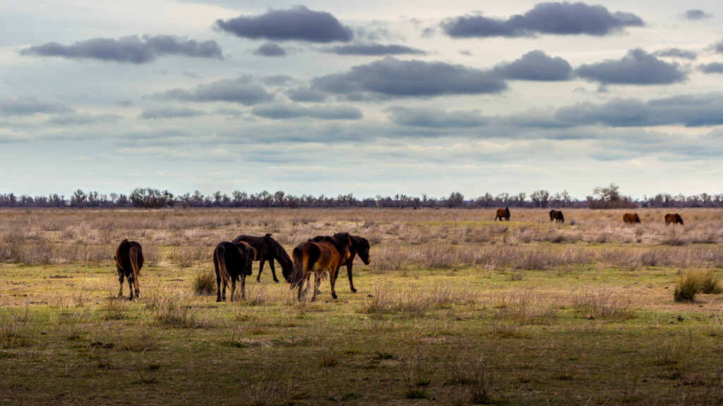 FOTO VIDEO Pădurea Letea, ținutul cailor sălbăticiți și al celei mai ...