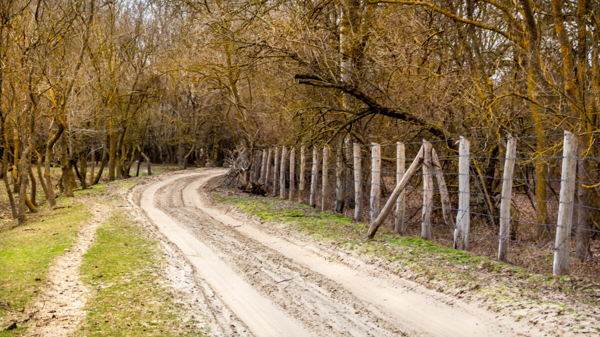 FOTO VIDEO Pădurea Letea, ținutul cailor sălbăticiți și al celei mai ...